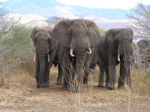 Tabernacles Central » Three elephants in Tanzania